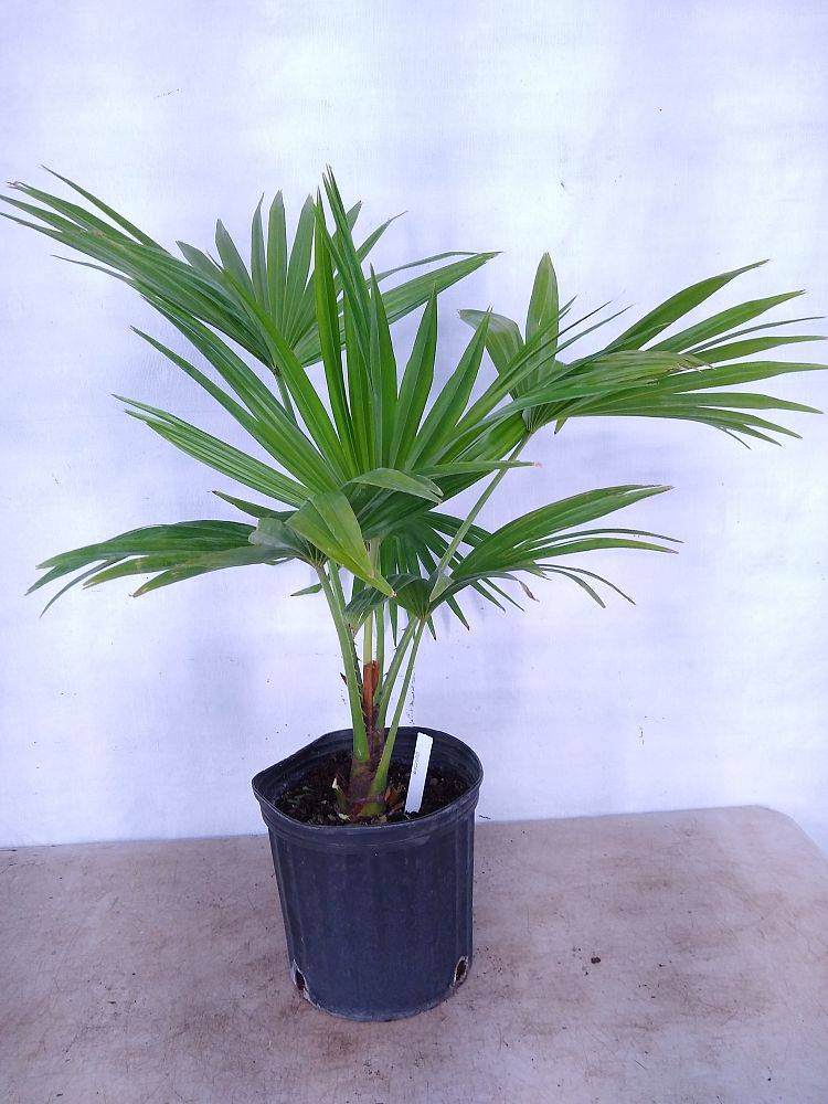 Buy Livistona chinensis, Chinese Fan Palm | Free Shipping over $100