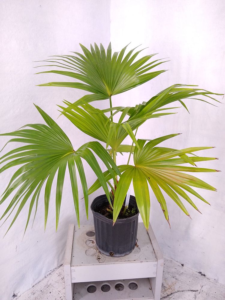 Buy Livistona chinensis, Chinese Fan Palm | Free Shipping over $100