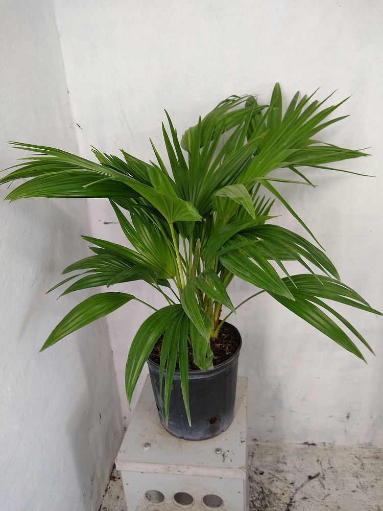 Buy Livistona chinensis, Chinese Fan Palm | Free Shipping over $100