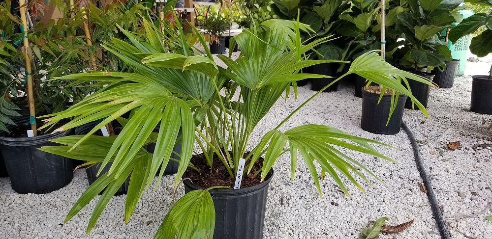 Livistona chinensis, Chinese Fan Palm | PlantVine