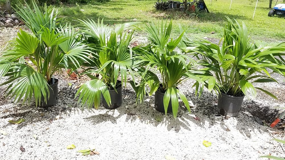 Livistona chinensis, Chinese Fan Palm | PlantVine