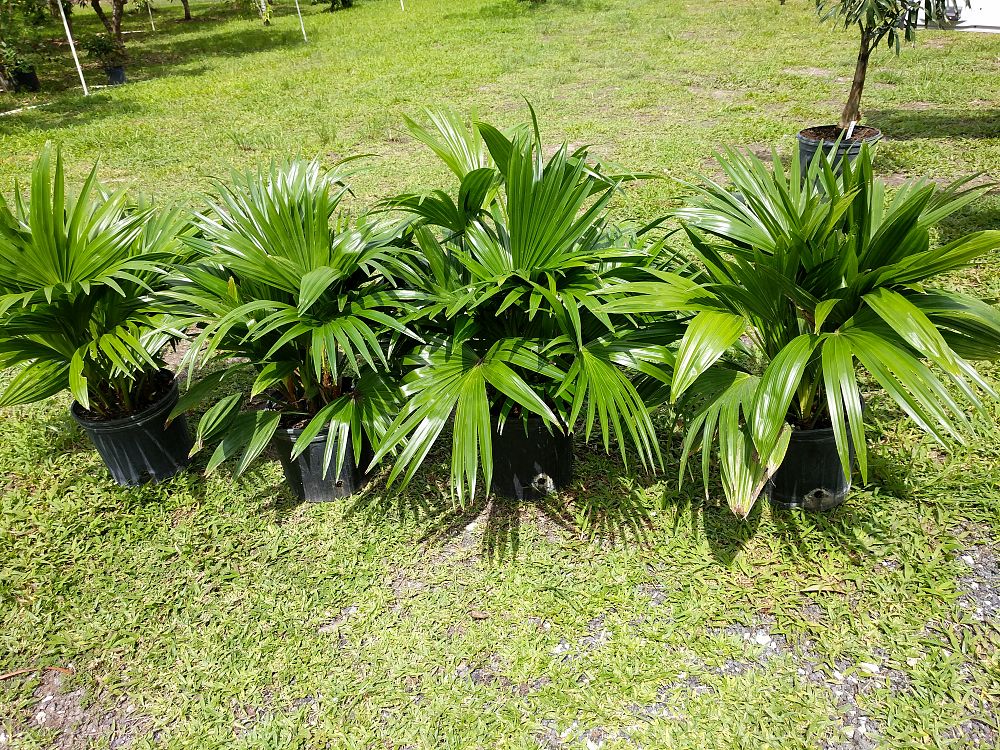Livistona chinensis, Chinese Fan Palm | PlantVine