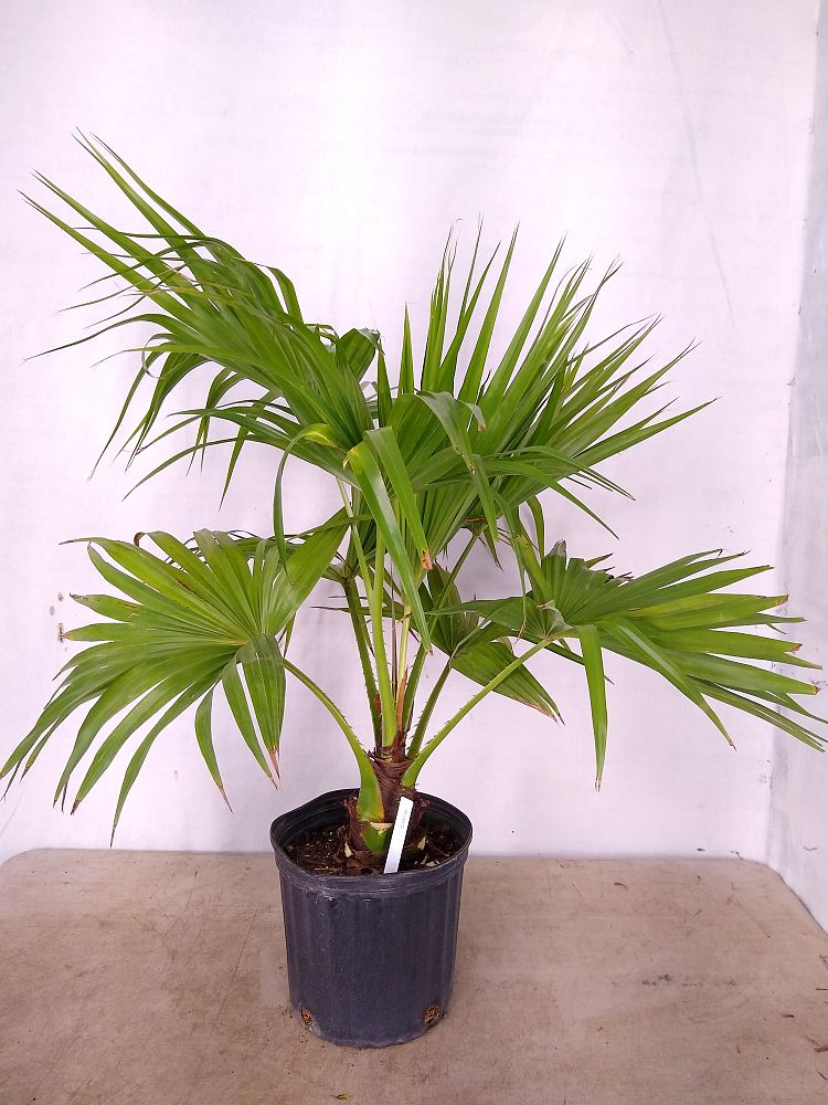 Buy Livistona chinensis, Chinese Fan Palm | Free Shipping over $100