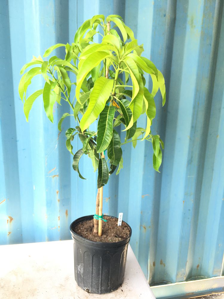 Mangifera indica 'Carrie', Mango | PlantVine