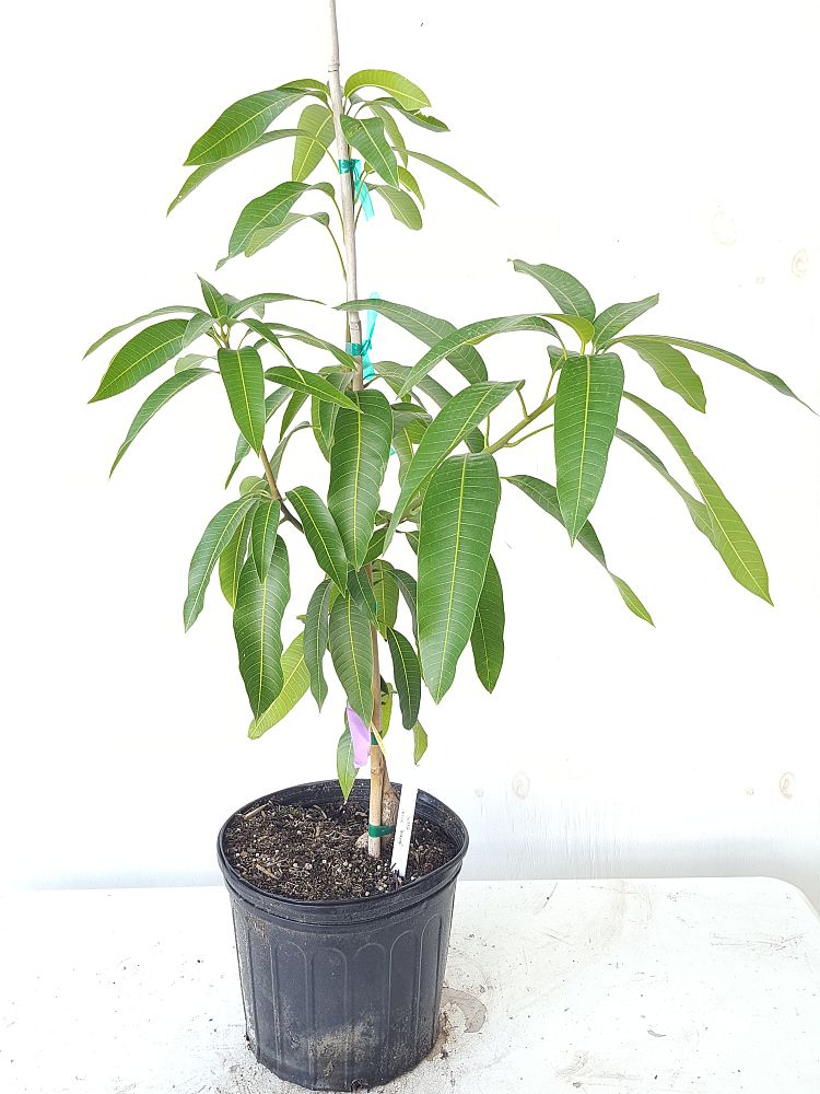 Mangifera indica 'Carrie', Mango | PlantVine