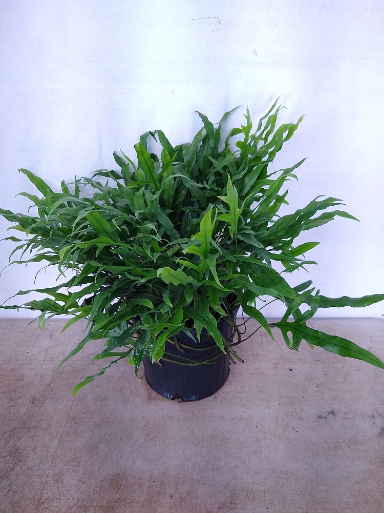 Buy Microsorum diversifolium, Kangaroo Paw Fern | Free Shipping over $100