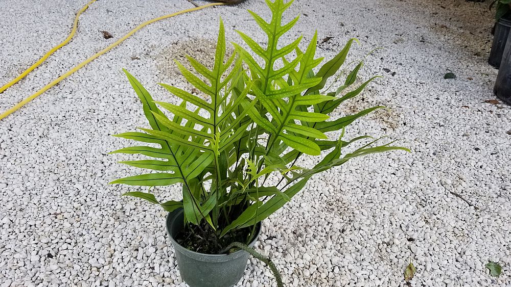 Buy Microsorum diversifolium, Kangaroo Paw Fern | Free Shipping over $100