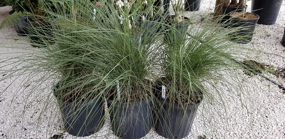 Muhlenbergia Capillaris Gulf Coast Muhly Grass Hair Awn Muhly Pink Muhly Grass Plantvine