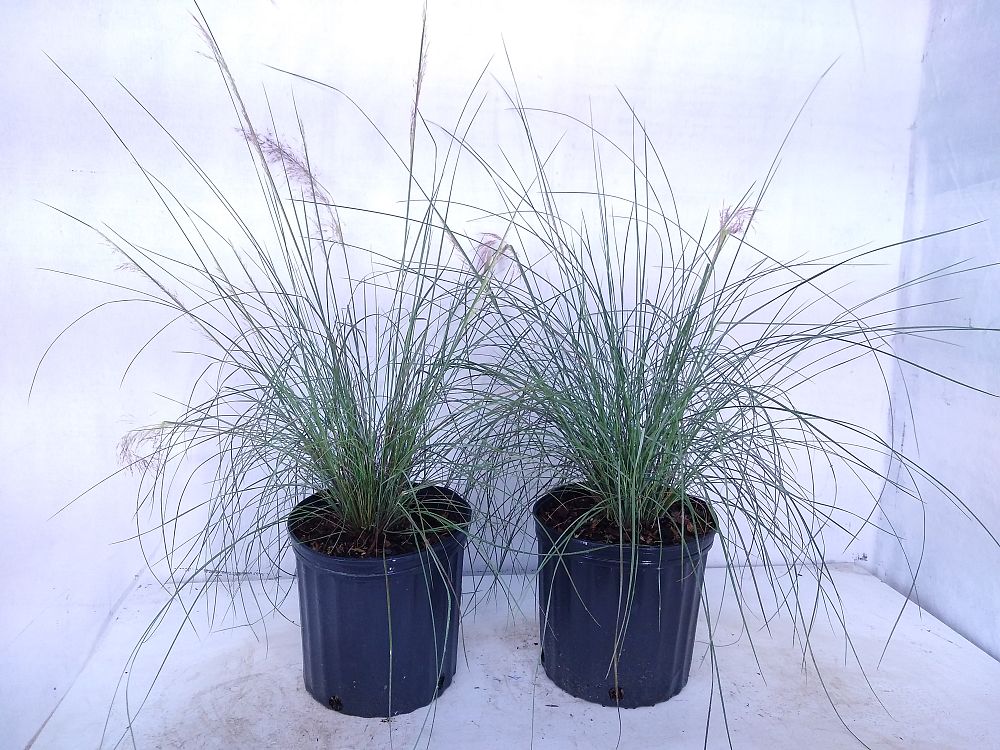 Buy Muhlenbergia capillaris, Gulf Coast Muhly Grass, Hair-awn muhly ...