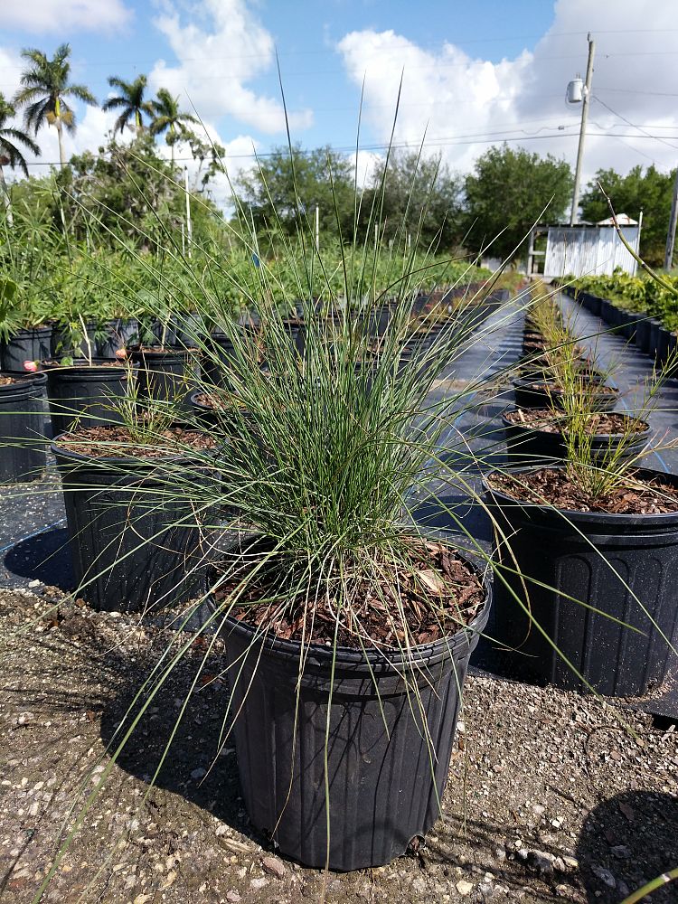Muhlenbergia capillaris, Gulf Coast Muhly Grass, Hair-awn muhly, Pink ...
