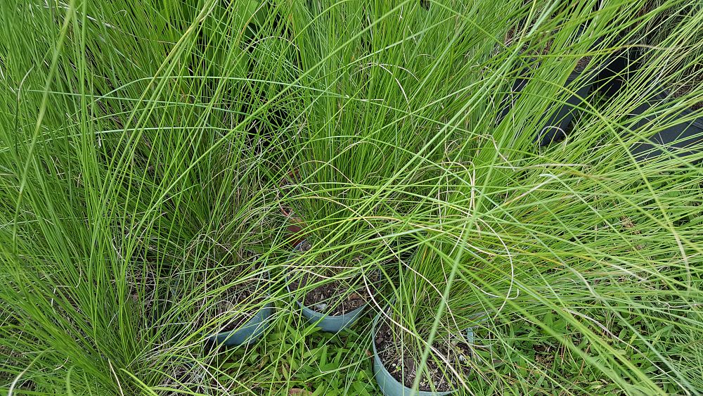 Muhlenbergia capillaris, Gulf Coast Muhly Grass, Hair-awn muhly, Pink ...