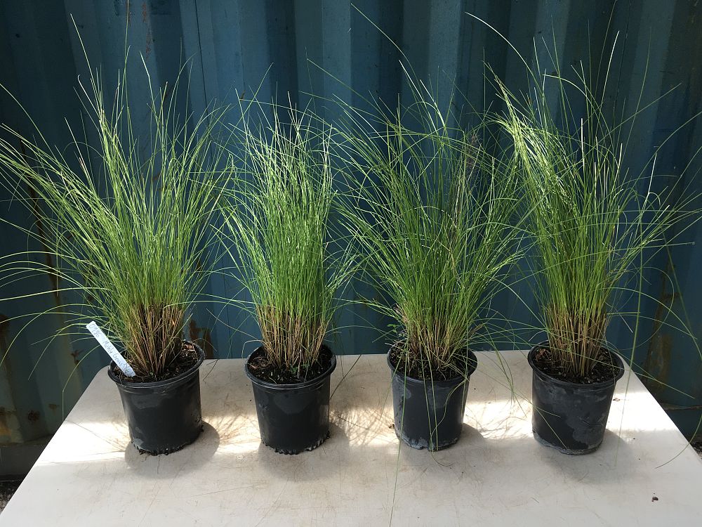 Muhlenbergia capillaris, Gulf Coast Muhly Grass, Hair-awn muhly, Pink ...