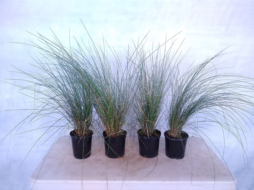 Buy Muhlenbergia capillaris, Gulf Coast Muhly Grass, Hair-awn muhly ...