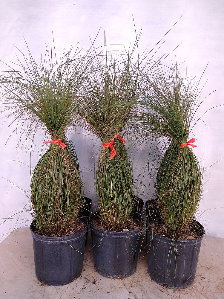 Buy Muhlenbergia capillaris, Gulf Coast Muhly Grass, Hair-awn muhly ...