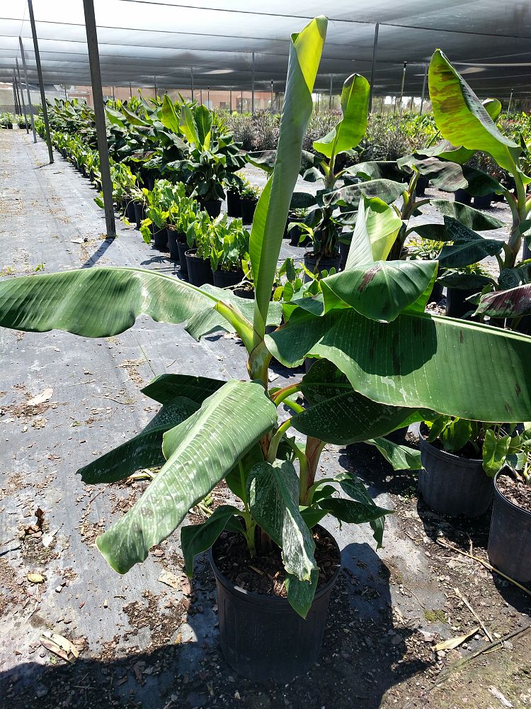 Buy Musa acuminata 'Super Dwarf Banana', Banana | Free Shipping over $100