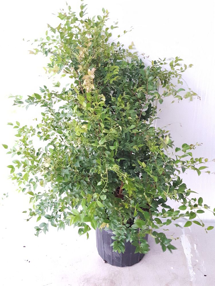 Plinia cauliflora, Jaboticaba, Myrciaria cauliflora | PlantVine