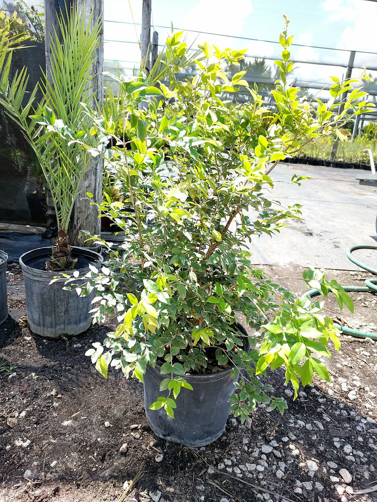Plinia cauliflora, Jaboticaba, Myrciaria cauliflora | PlantVine