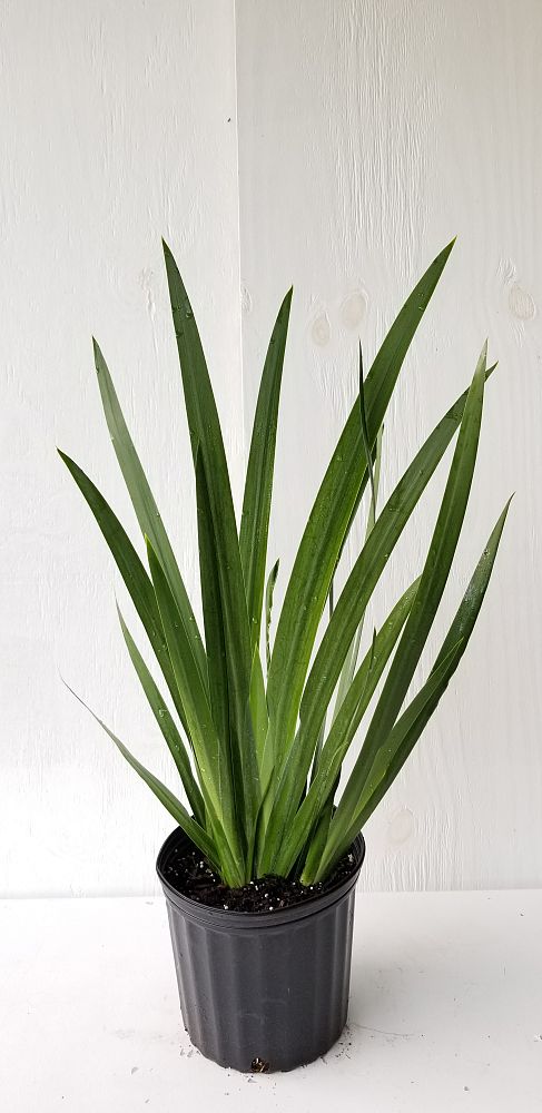 Buy Neomarica caerulea 'Regina', Regina Iris, Giant Apostle's Iris ...