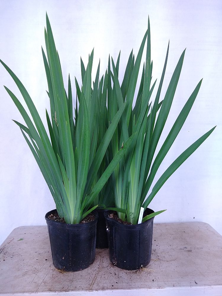 Buy Neomarica caerulea 'Regina', Regina Iris, Giant Apostle's Iris ...