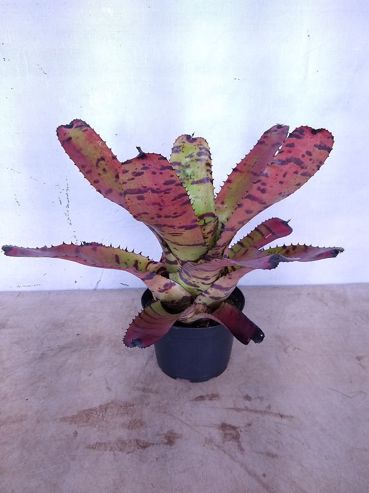 Buy Neoregelia 'Tiger', Bromeliad | Free Shipping over $100