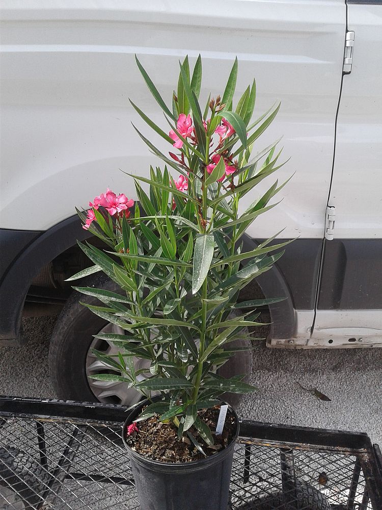 Nerium oleander 'Calypso', Oleander | PlantVine
