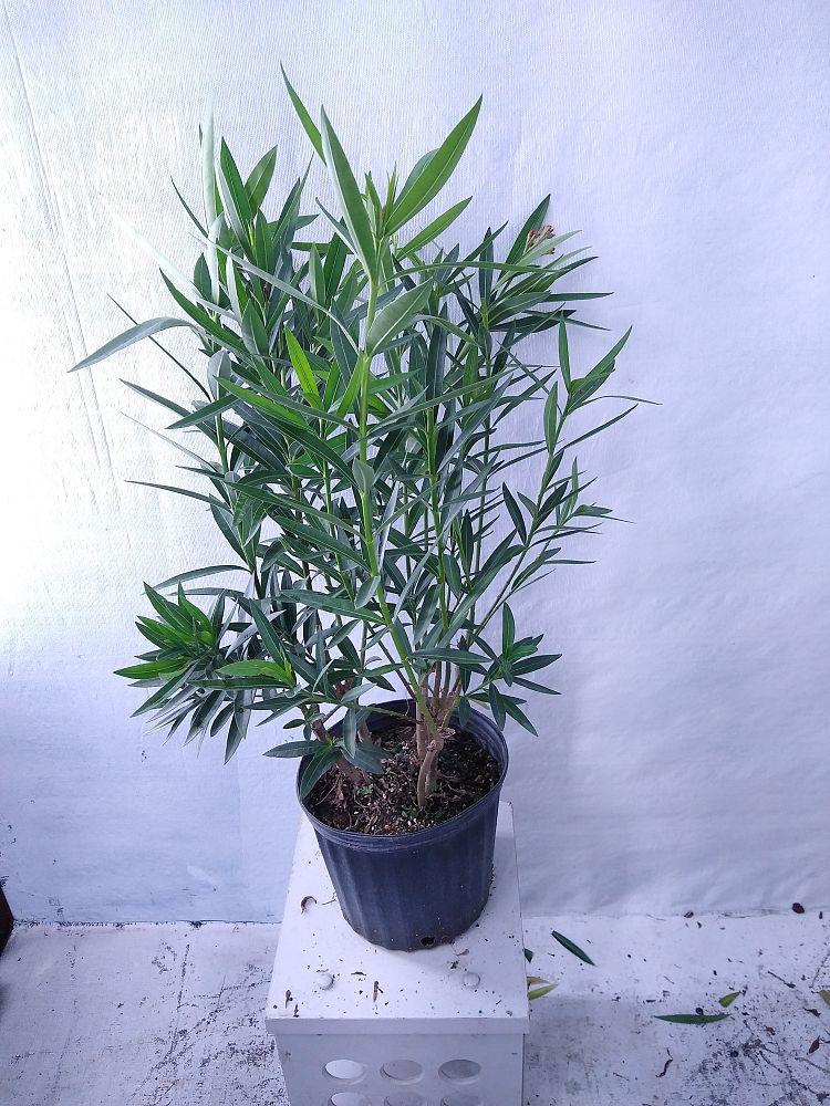 Buy Nerium oleander 'Calypso', Oleander | Free Shipping over $100