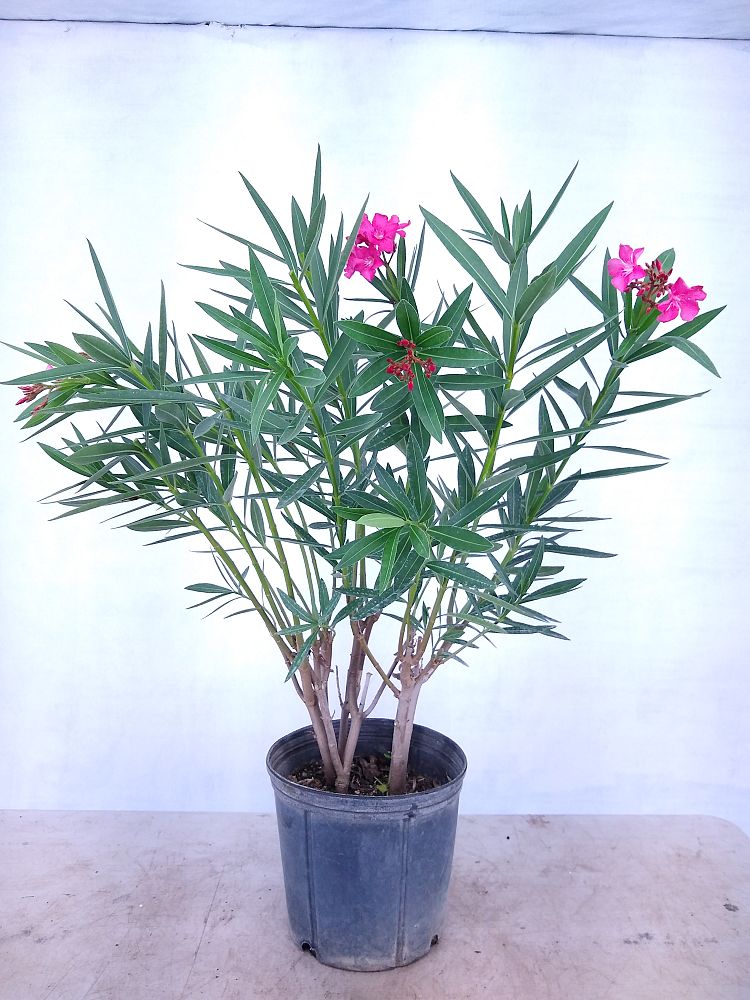 Buy Nerium oleander 'Calypso', Oleander | Free Shipping over $100