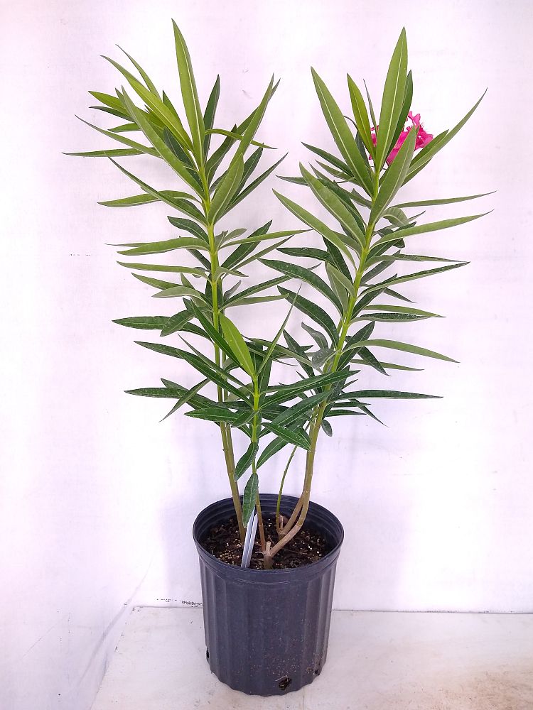 Buy Nerium oleander 'Calypso', Oleander | Free Shipping over $100
