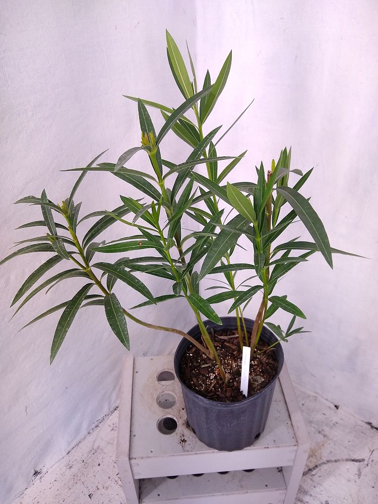 Buy Nerium oleander 'Calypso', Oleander | Free Shipping over $100