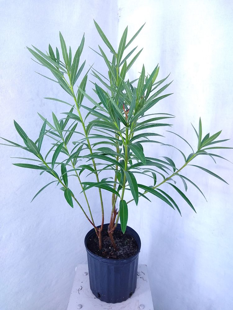 Buy Nerium oleander 'Calypso', Oleander | Free Shipping over $100