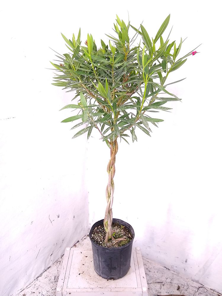 Buy Nerium oleander 'Calypso', Oleander | Free Shipping over $100