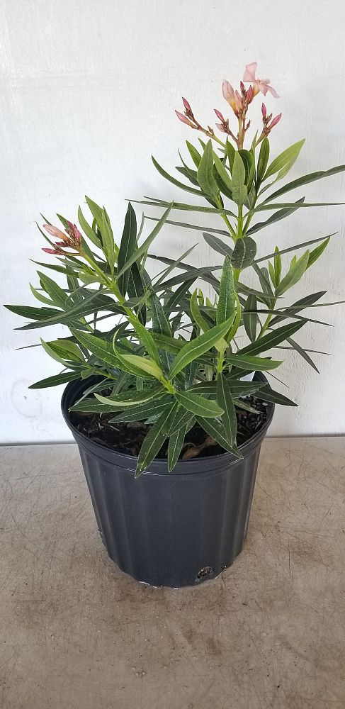 Allamanda compacta, Dwarf Allamanda | PlantVine