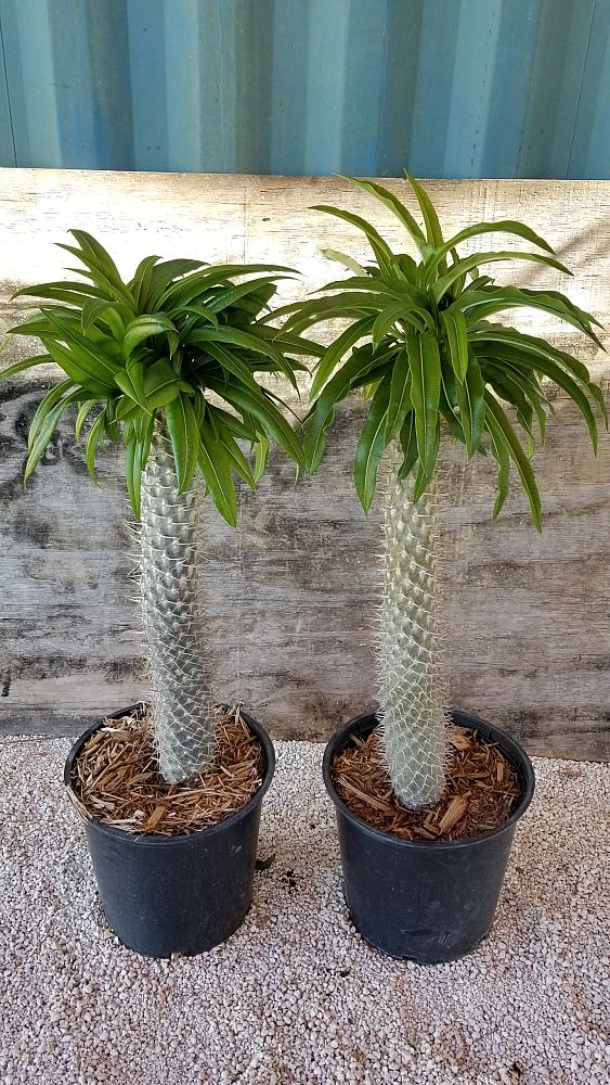 Pachypodium lamerei, Madagascar Palm | PlantVine