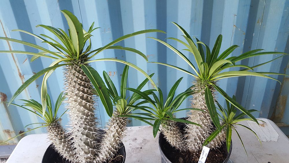 Buy Pachypodium lamerei, Madagascar Palm | Free Shipping over $100