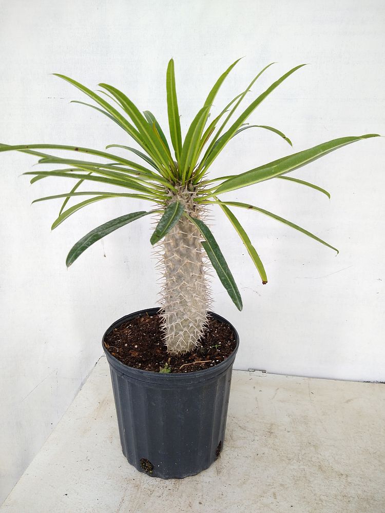 Buy Pachypodium lamerei, Madagascar Palm | Free Shipping over $100