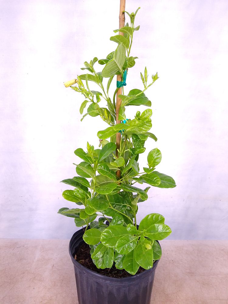 Buy Pentalinon luteum, Wild Allamanda, Yellow Mandevilla, Yellow ...