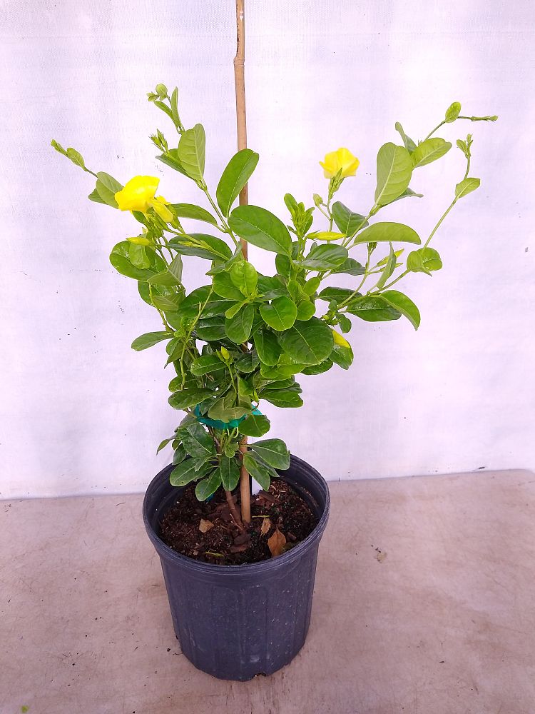 Buy Pentalinon luteum, Wild Allamanda, Yellow Mandevilla, Yellow ...