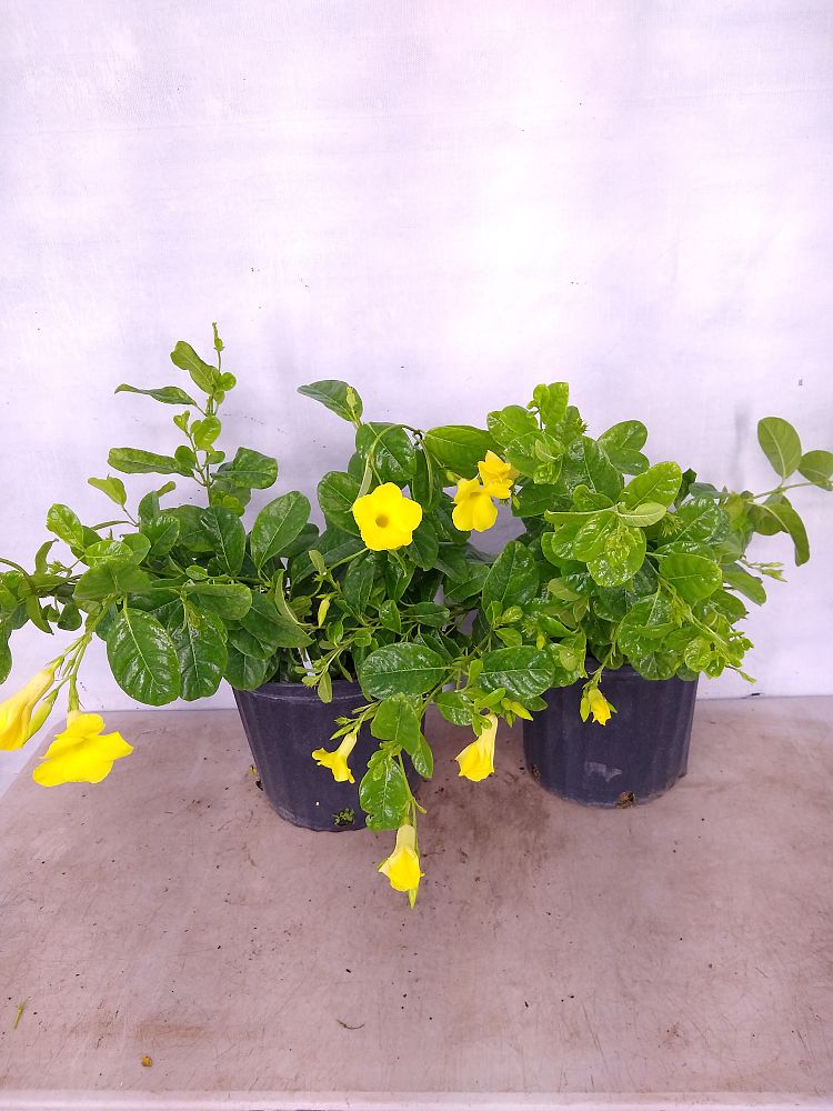 Buy Pentalinon luteum, Wild Allamanda, Yellow Mandevilla, Yellow ...