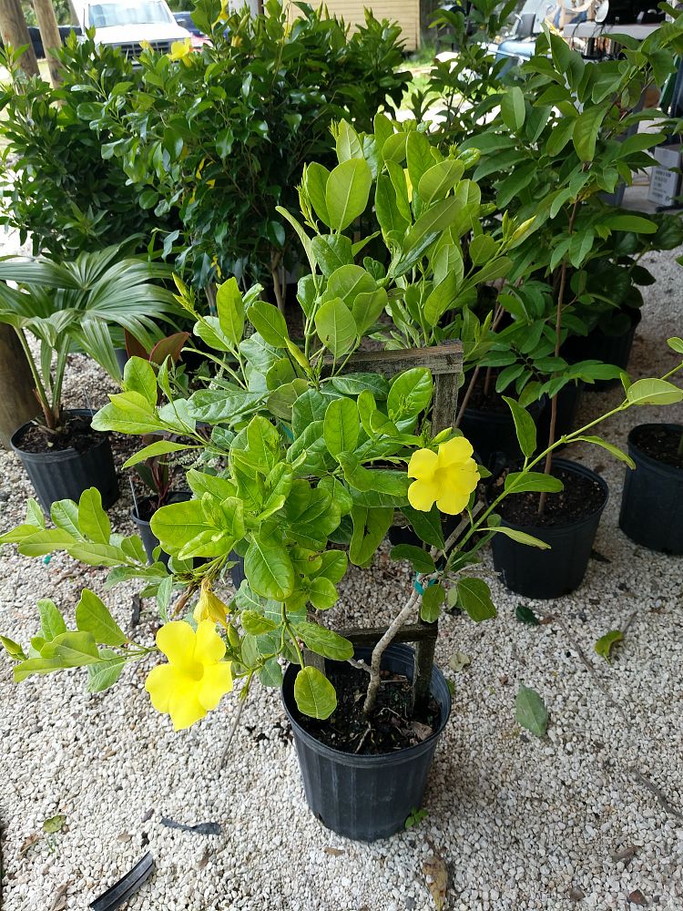 Pentalinon luteum, Wild Allamanda, Yellow Mandevilla, Yellow Dipladenia ...