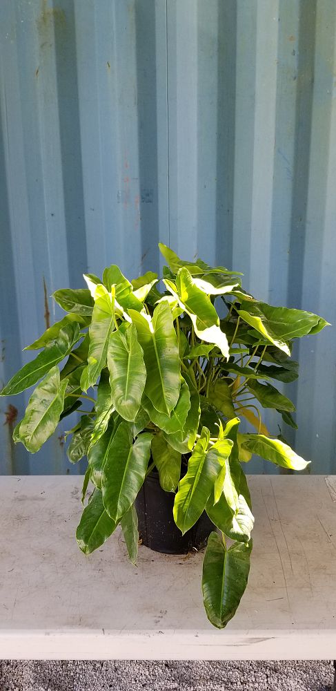 Philodendron 'Burle Marx' | PlantVine