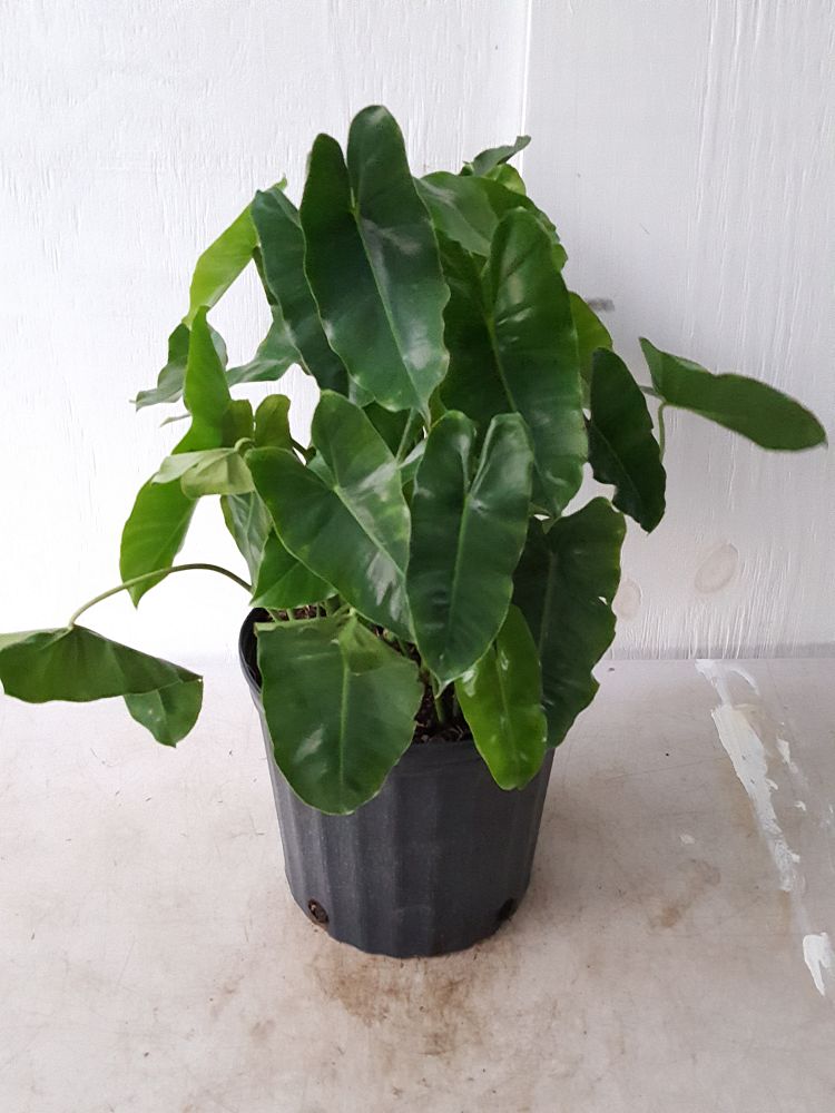Philodendron 'Burle Marx' | PlantVine