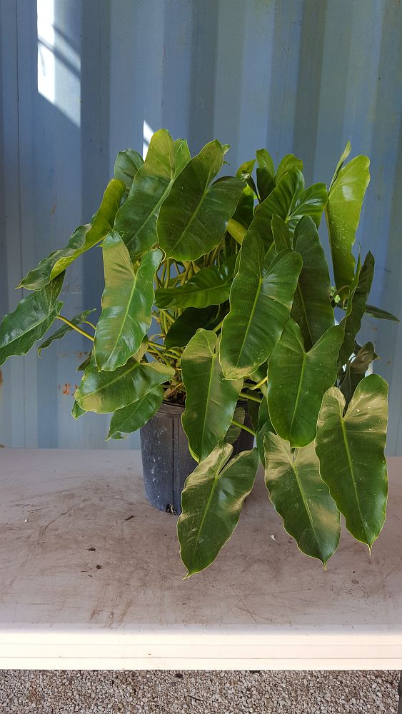 Philodendron 'Burle Marx' | PlantVine