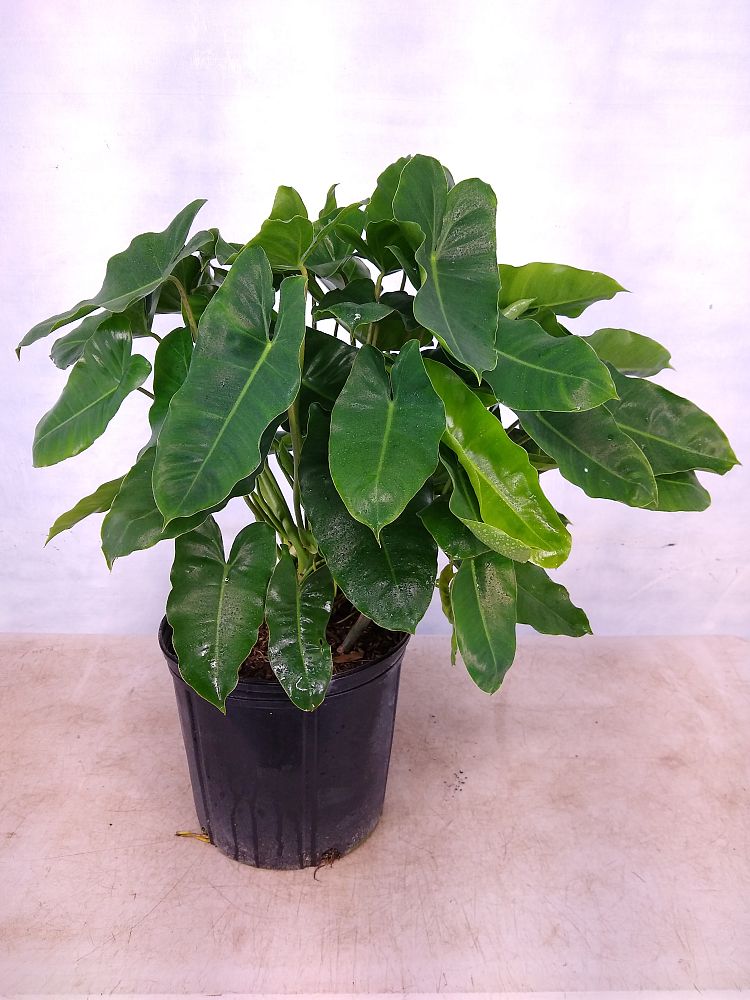 Buy Philodendron 'Burle Marx' | Free Shipping over $100