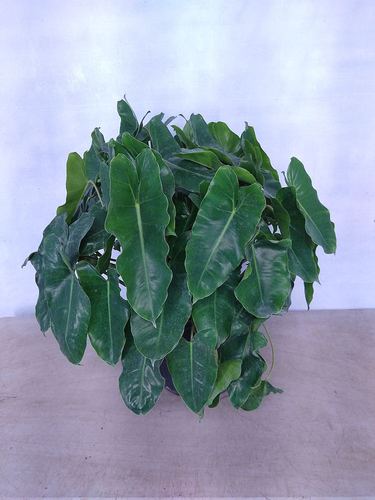 Buy Philodendron 'Burle Marx' | Free Shipping over $100