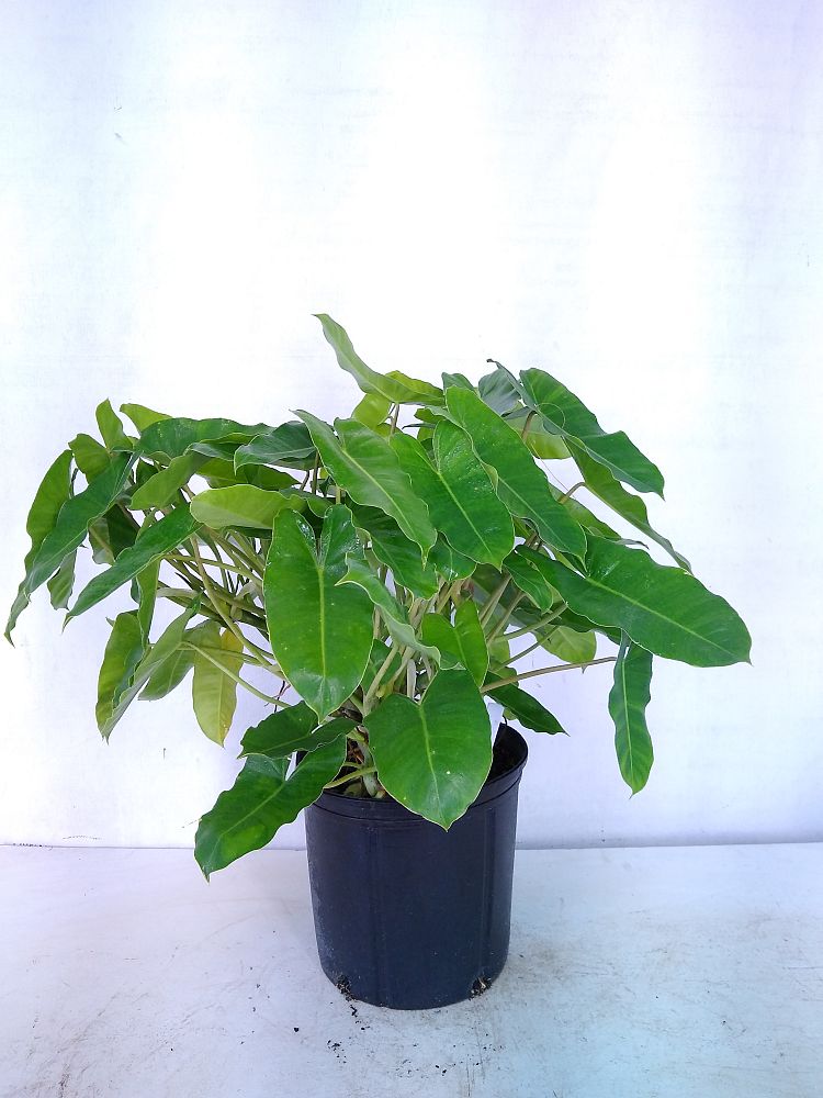 Buy Philodendron 'Burle Marx' | Free Shipping over $100