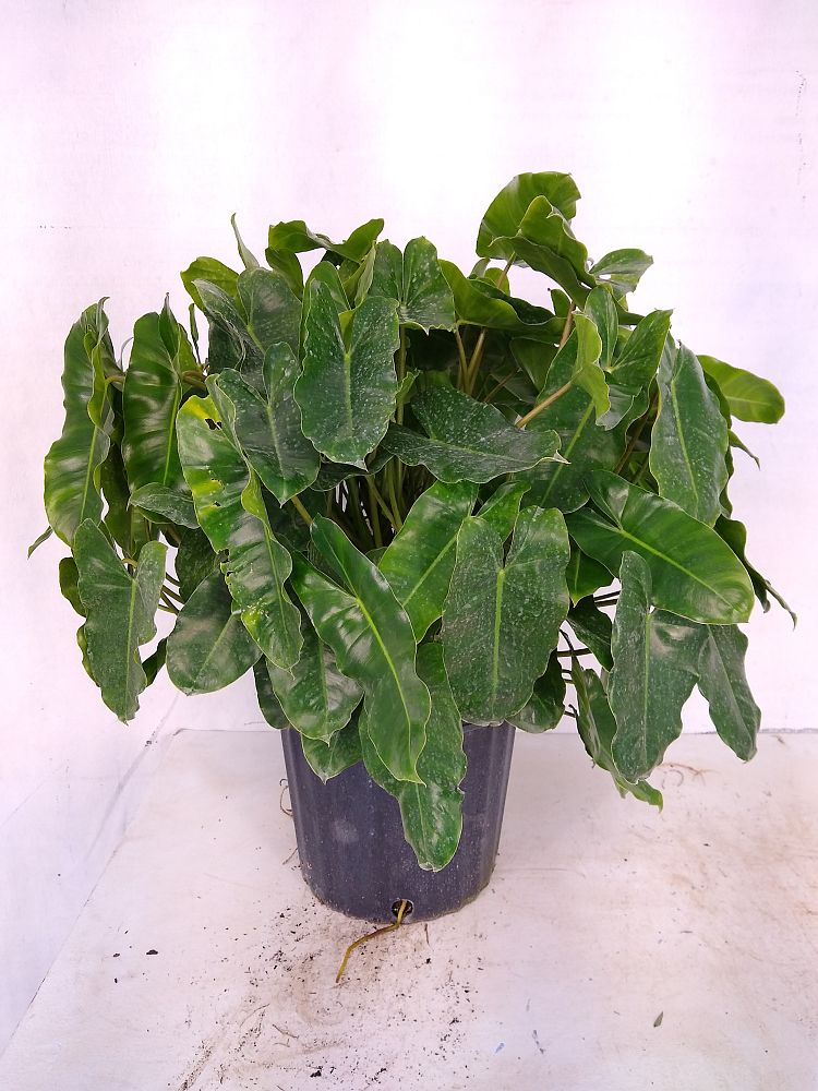 Buy Philodendron 'Burle Marx' | Free Shipping over $100