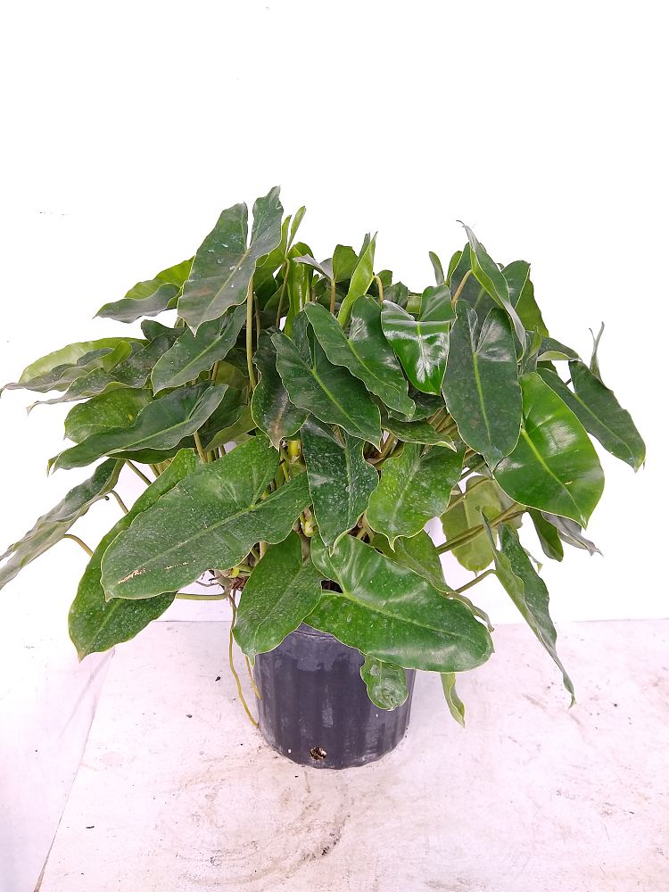 Buy Philodendron 'Burle Marx' | Free Shipping over $100