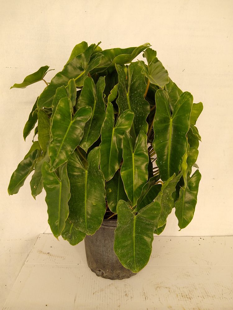 Buy Philodendron 'Burle Marx' | Free Shipping over $100