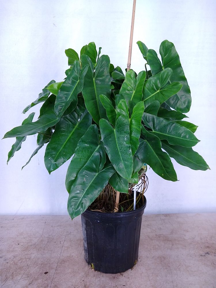 Buy Philodendron 'Burle Marx' | Free Shipping over $100