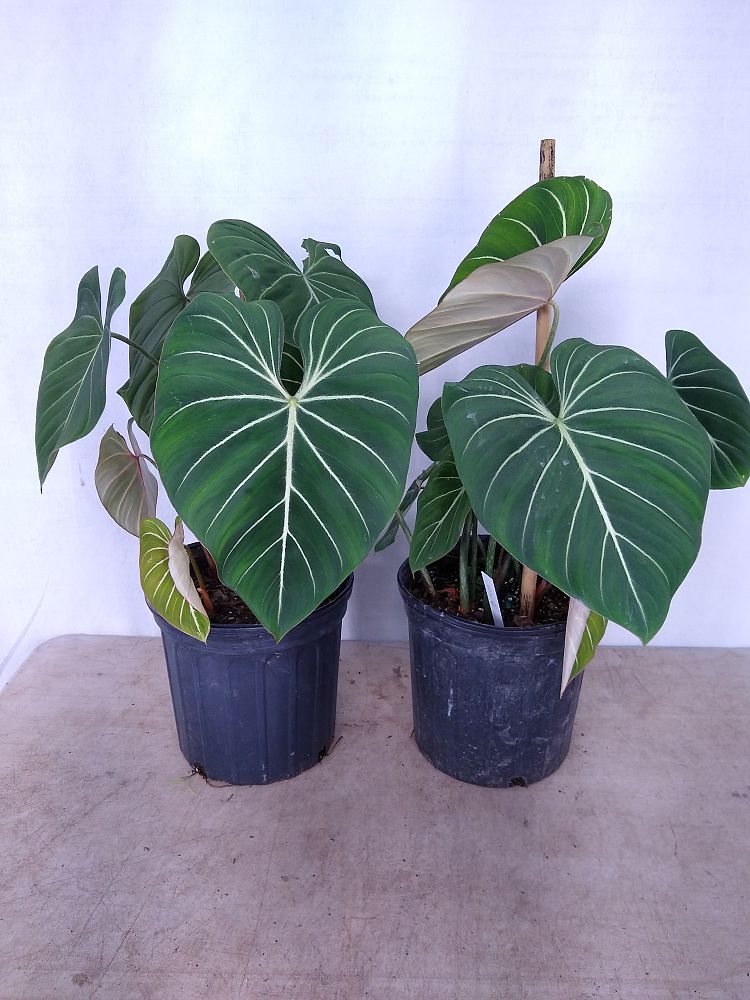 Buy Philodendron gloriosum, Philodendron gloriosum | Free Shipping over ...